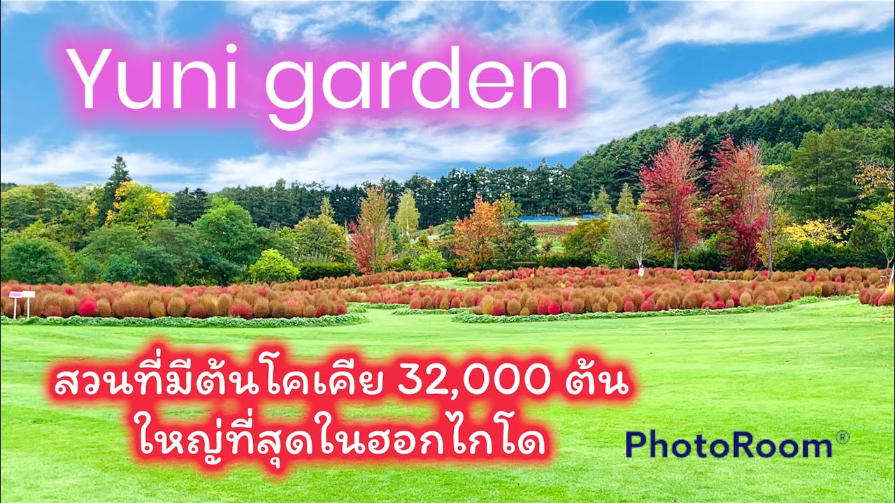 เที่ยวสวนต้นโคเคีย 32,000 ต้น Yuni garden สวนที่ใหญ่ที่สุดในฮอกไกโด ...