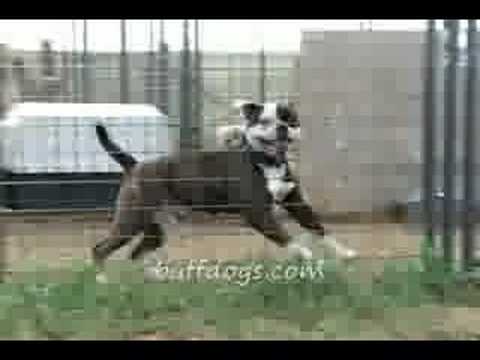 bully buffdogs Rocky - YouTube