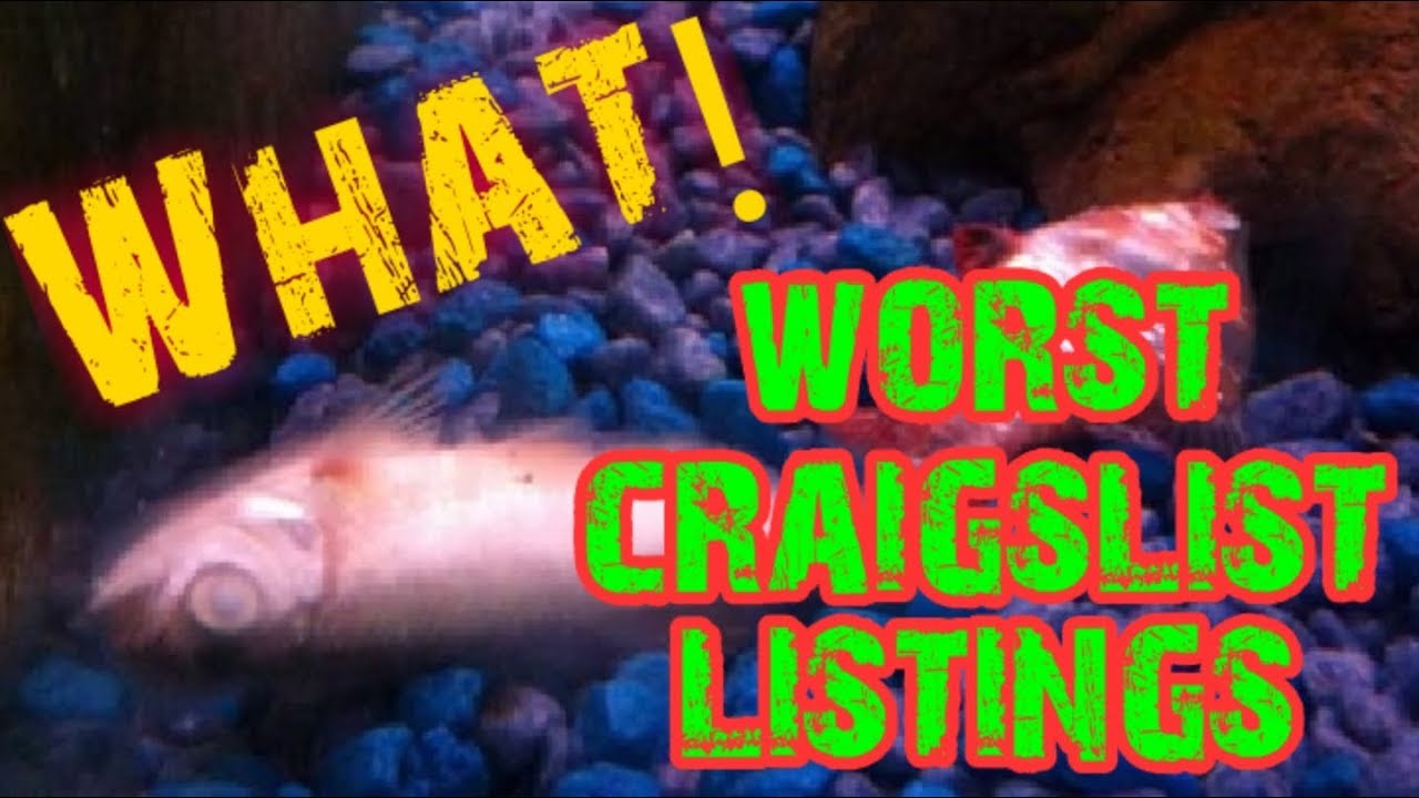 Reacting to the WORST Craigslist listings! ~80 - YouTube