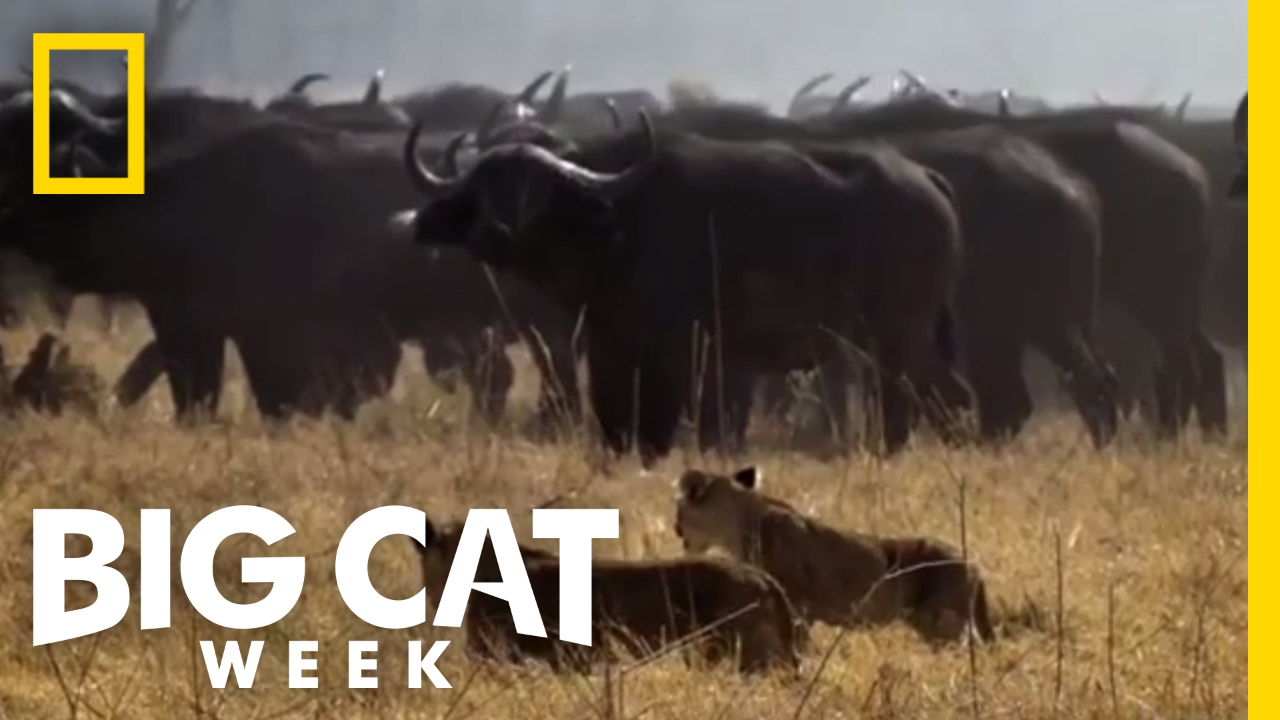 Killers in Training | Big Cat Week - YouTube