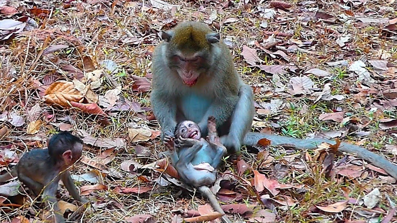 OMG ! Baby monkey c ries loudly while his mother chastised him Real Angkor Monkey - YouTube