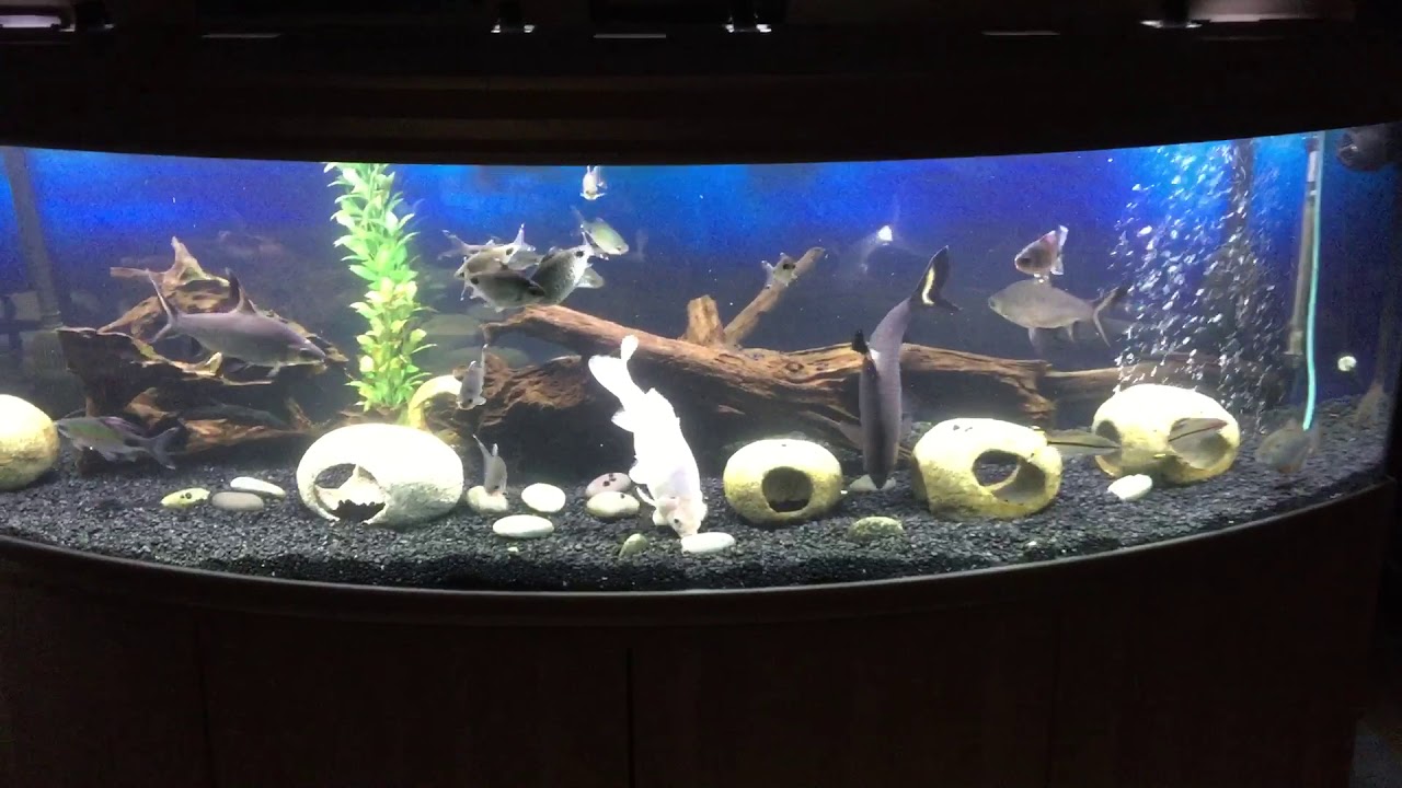 200 gallon Aqualantis bow front aquarium - YouTube