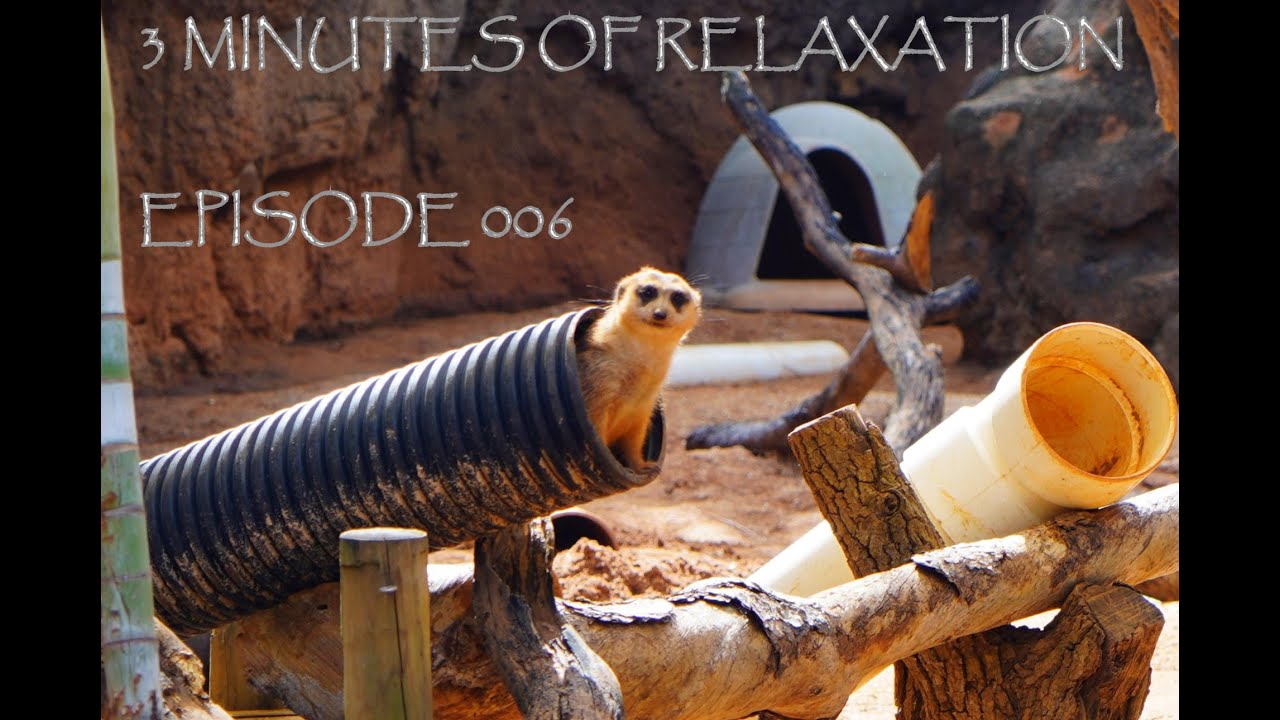 3 MINUTES OF RELAXATION EPISODE 006 FEATURING MEERKATS - YouTube