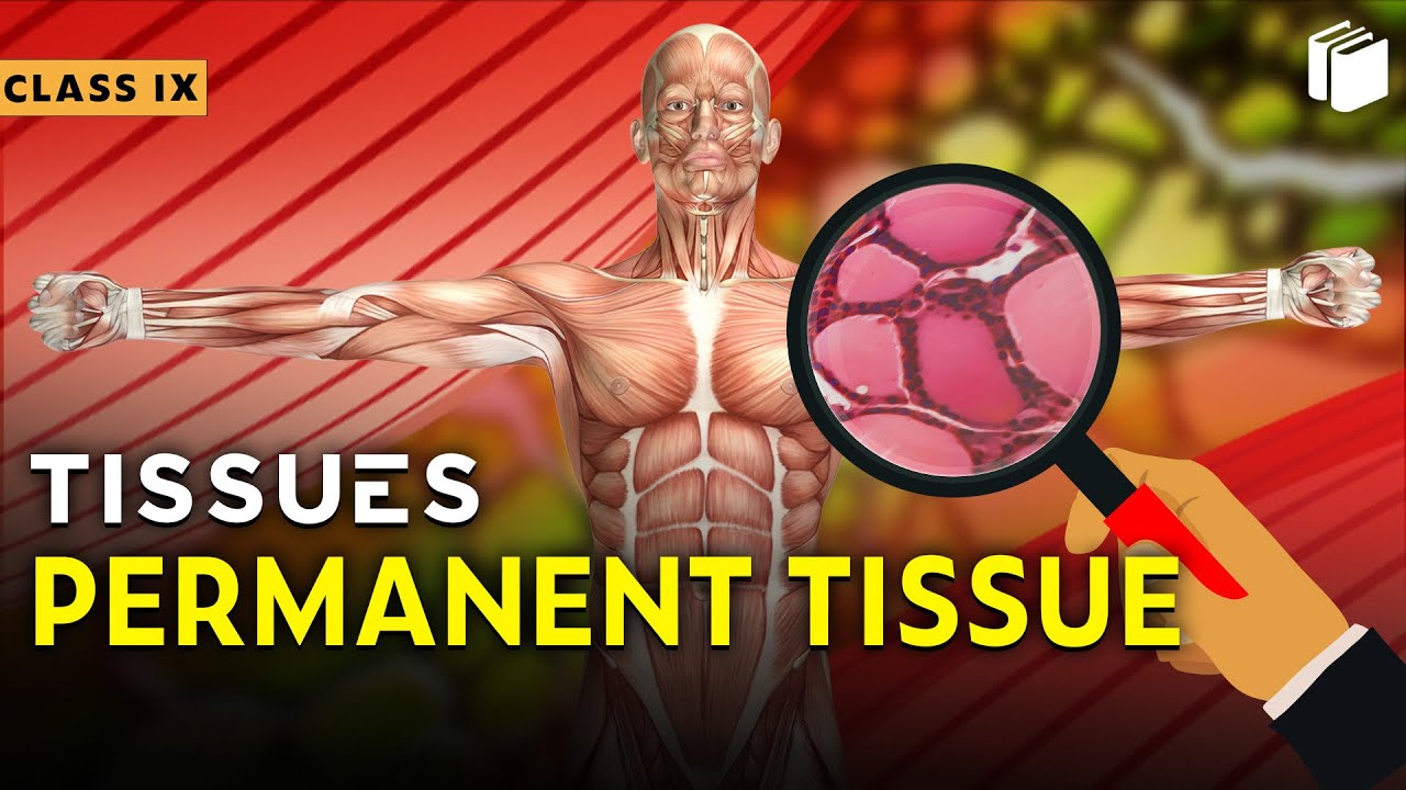 Permanent Tissues | Chapter 6 | Class 9 | PuStack - YouTube