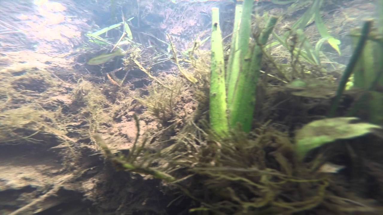 Amazon Underwater - YouTube