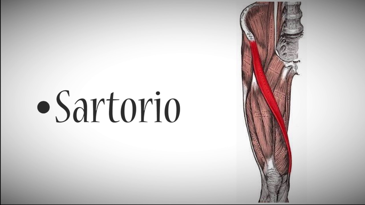 Músculos Del Muslo - YouTube