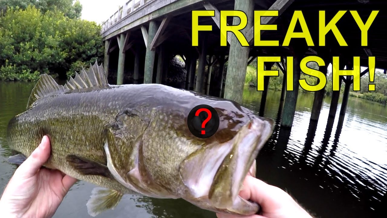 FREAKY Big One Eyed Bass Caught on a SENKO!!! - YouTube