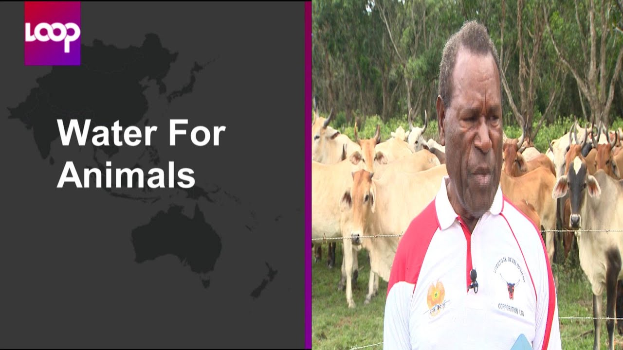 Water For Animals - YouTube