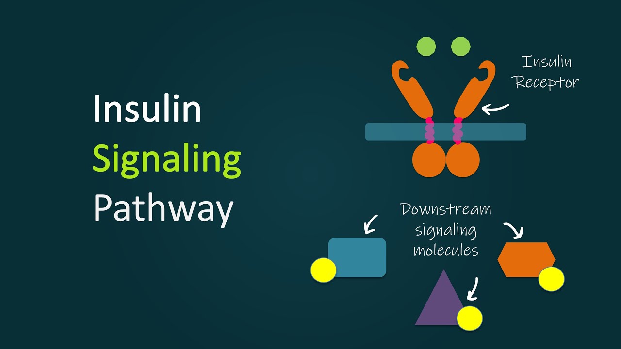 Insulin signaling | Glucose Metabolism | Basic Science Series - YouTube