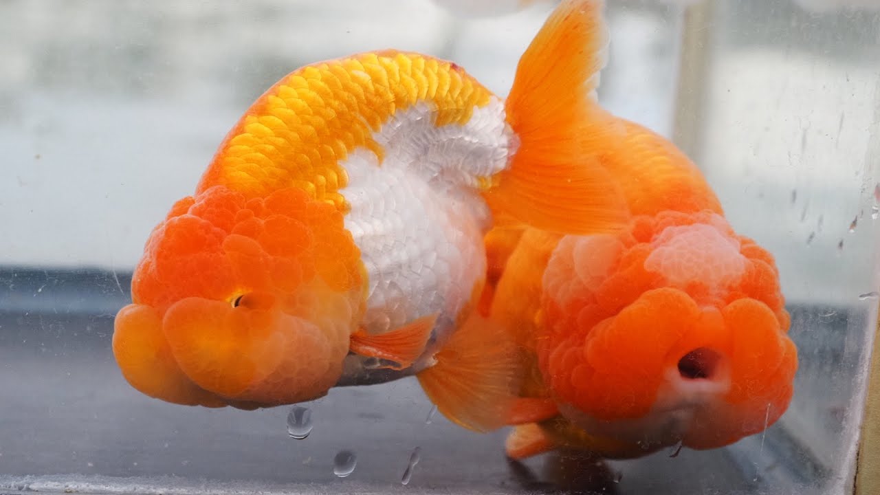 cute goldfish of the day from @lpjart - YouTube