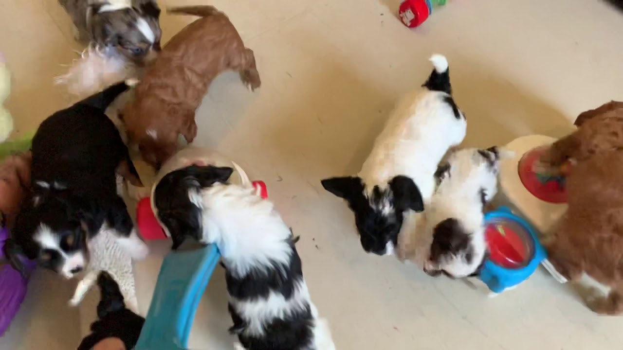 Little popper - YouTube