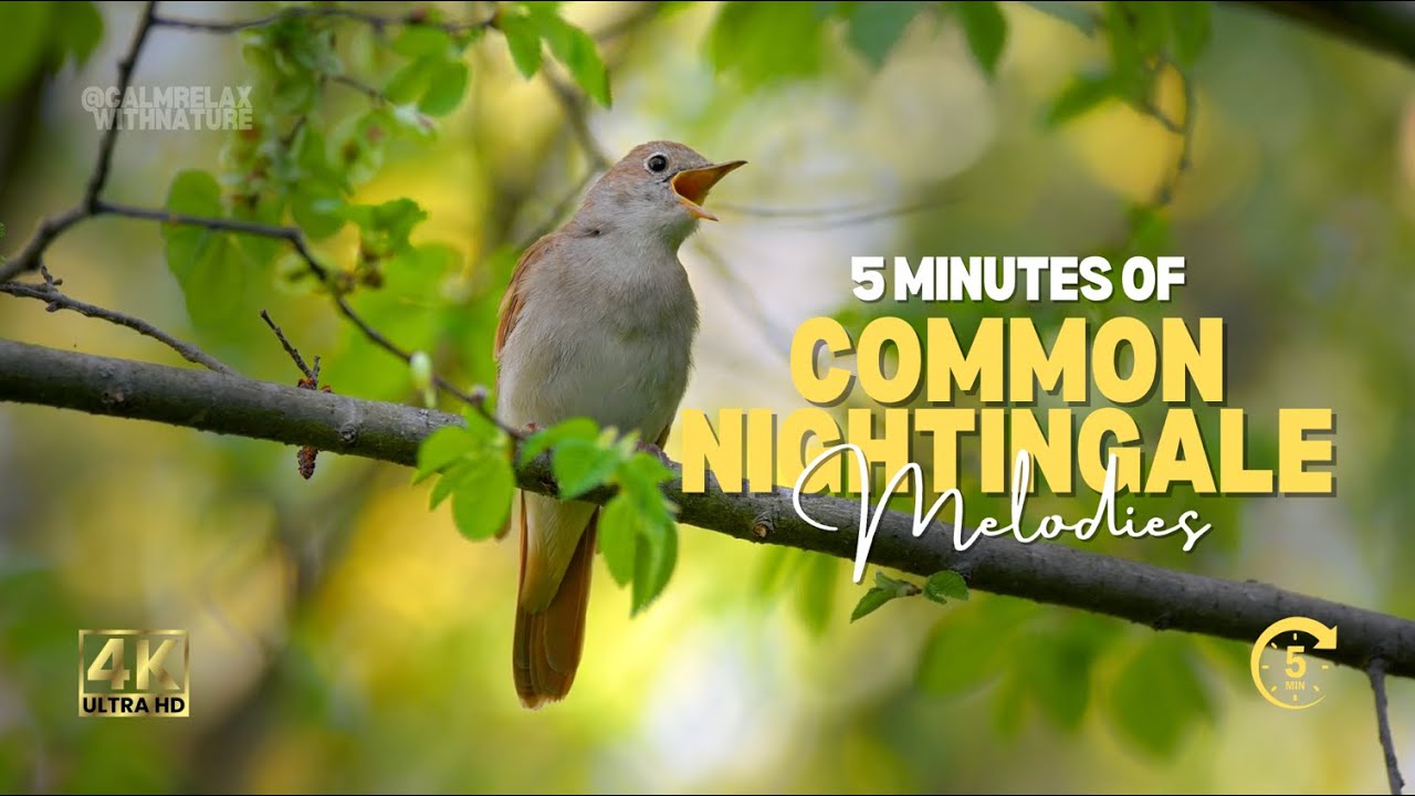 🌿 Listen to the Common Nightingale 🦜 Captivating Bird Song for ...