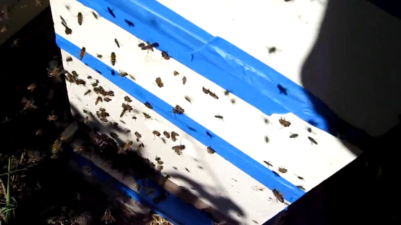 Severe Robbing by honey bees - YouTube