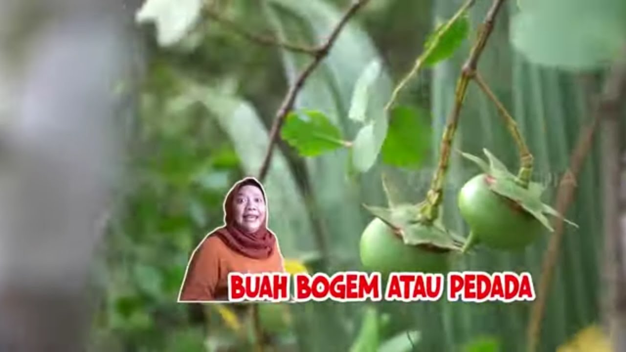 Mencari Buah Bogem | ENAH BIKIN ENAK (07/09/22) - YouTube