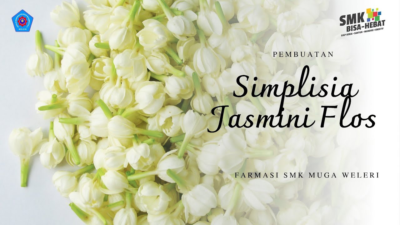 Pembuatan Simplisia Jasmini Flos - Tanaman Obat Indonesia - YouTube
