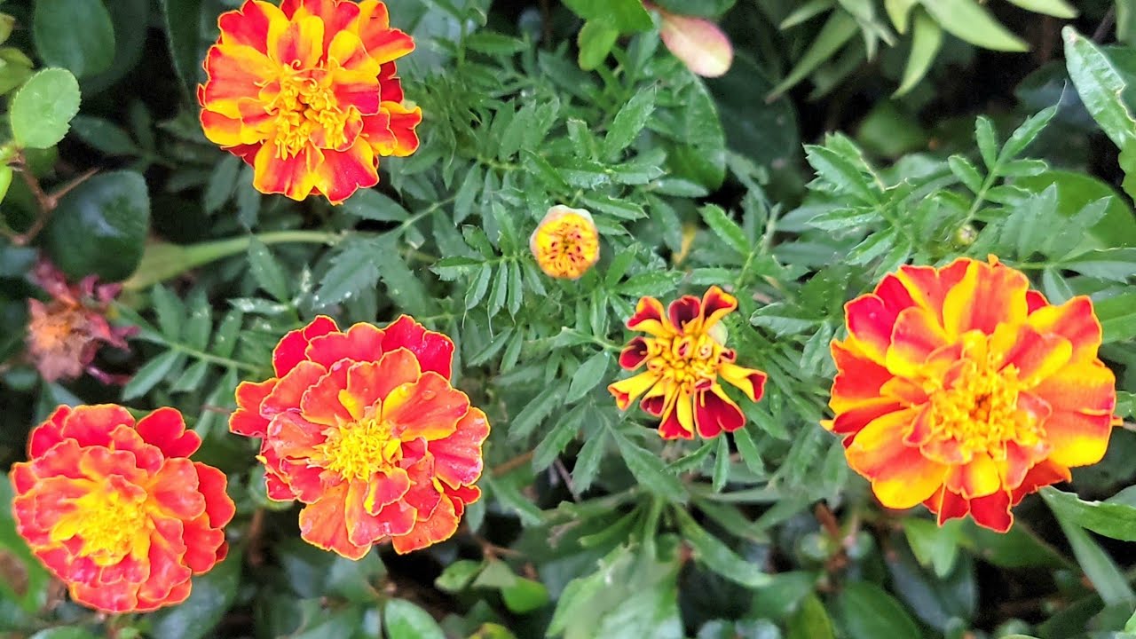 M☕B! Garden update!🥬Today's Tidbits! 🤔 Faith Quote! 🫂 Dreary day today ...