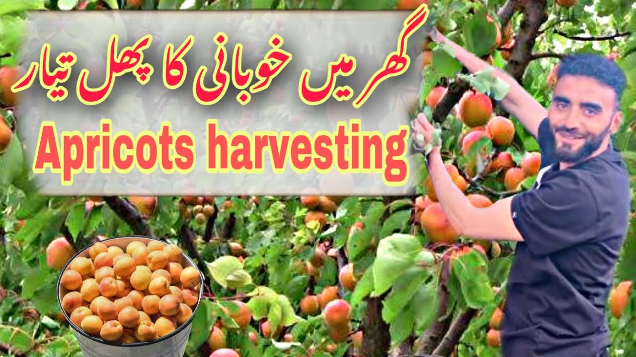 apricots🍑 harvesting in Home Garden | fresh Apricots picking Vlog # ...