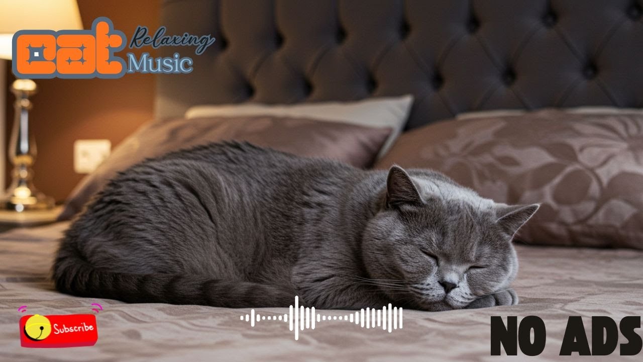 12 Hour Of Calming Cat Music – Soothing Piano Melodies for Cat Nap Time ...