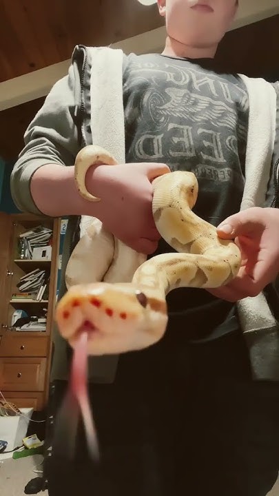 My gorgeous banana ball python - YouTube