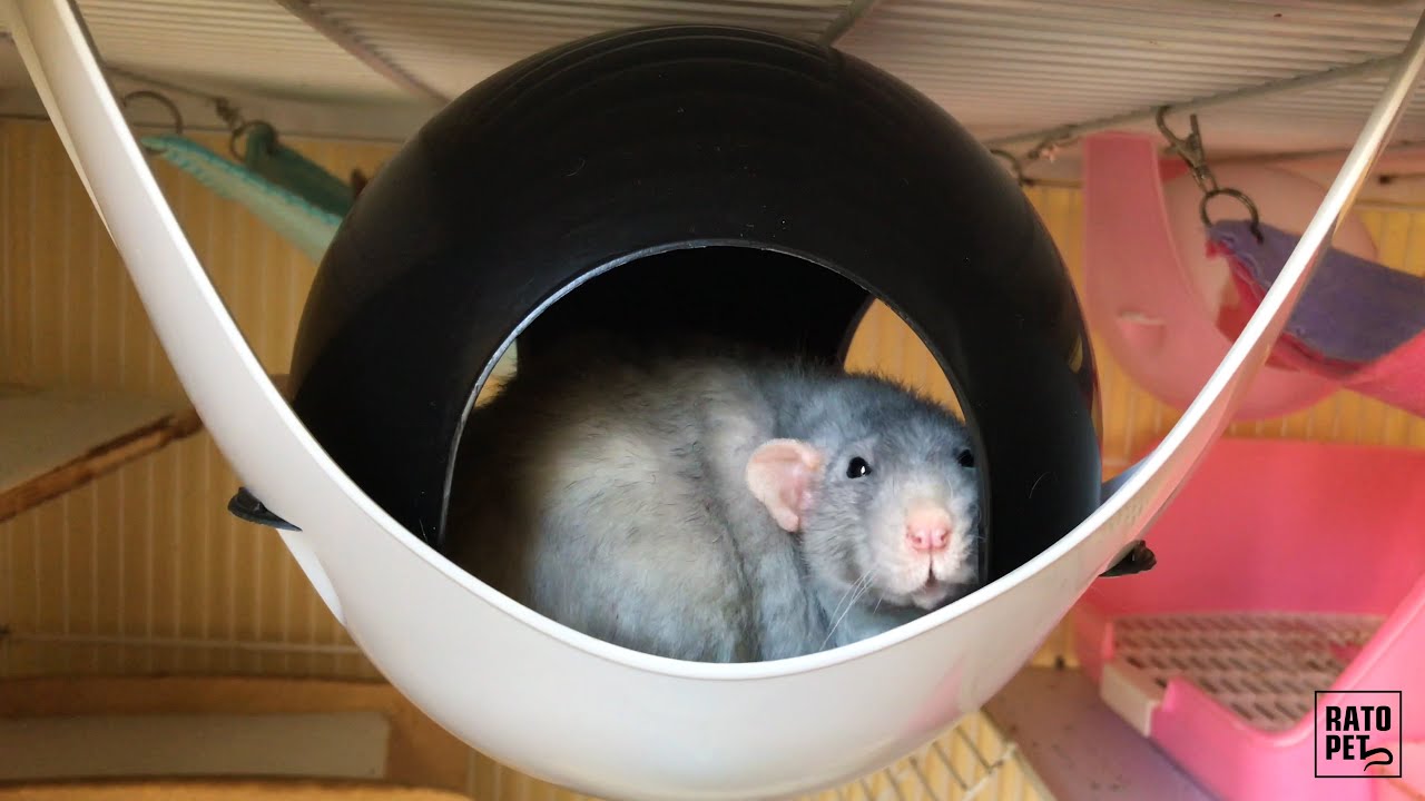 TOCA PARA RATOS - SAVIC SPUTNIK XL - YouTube