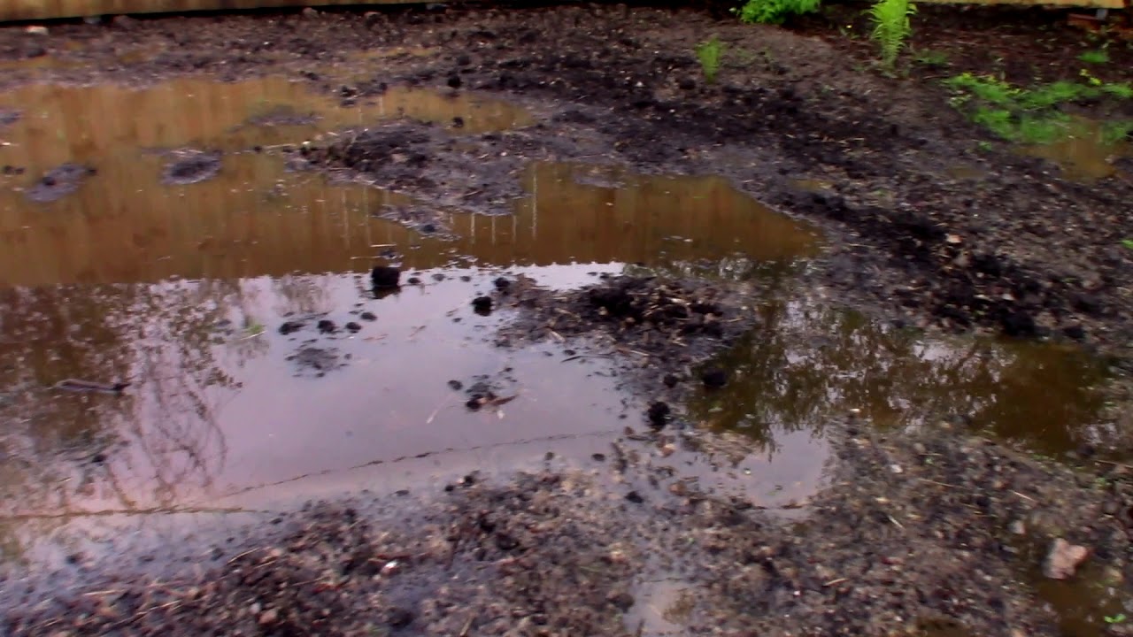 Backyard Flooding - YouTube
