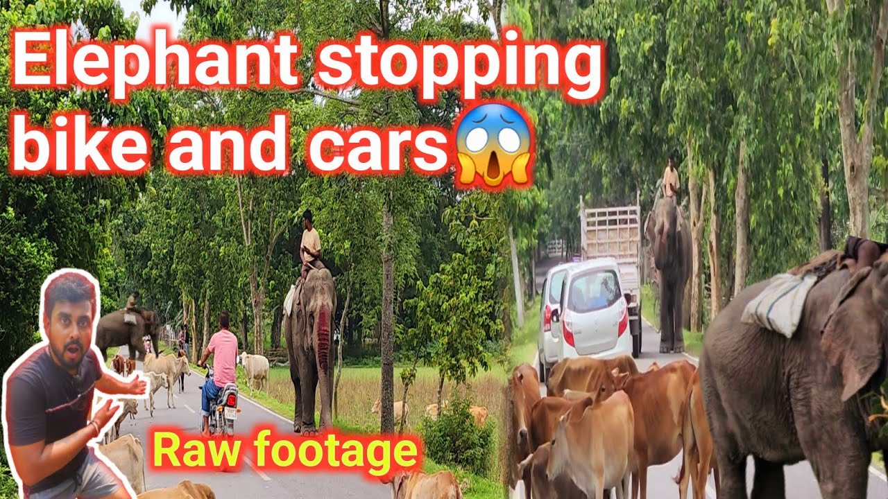Elephant stopping vehicle on this road//@DNRTravelvlogs - YouTube