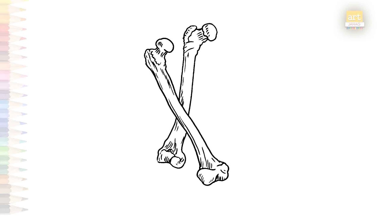 Human femur bones drawing | Easy Art tutorials | How to draw Human ...