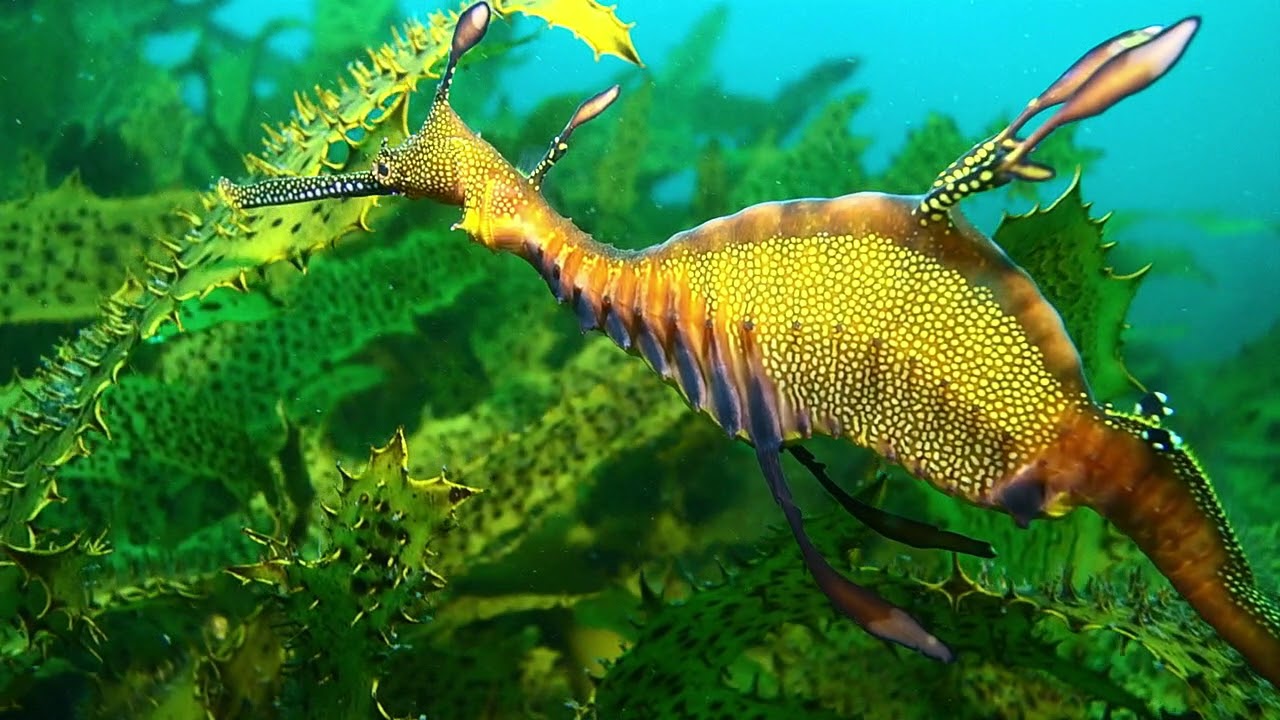 Common Sea Dragon (Phyllopteryx taeniolatus) - YouTube