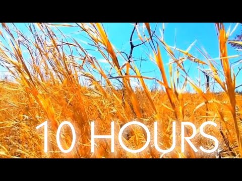 Sounds Of Nature | 10 Hours Of Relaxation, Sleep, Meditation - YouTube
