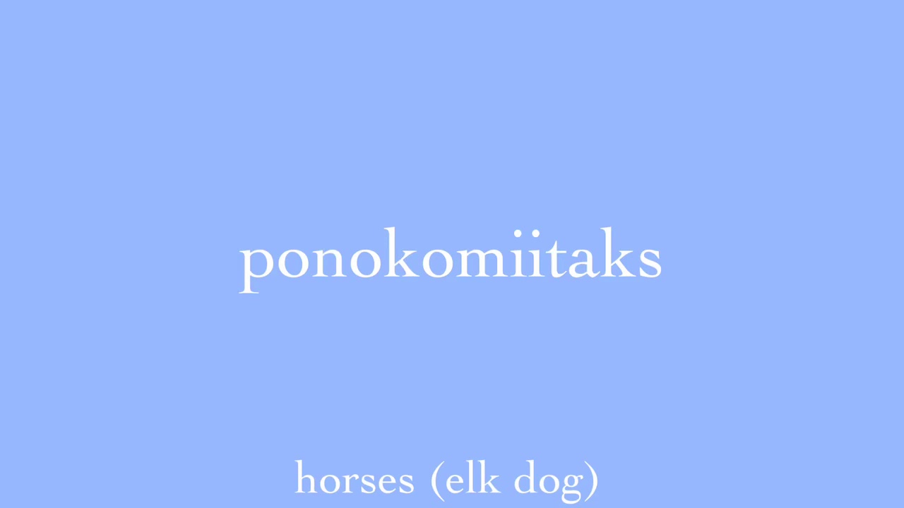 Pikuni Word of the Day | variations of horse - YouTube