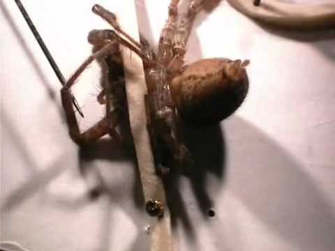 Biomechanical properties of spider setae (hairs) - YouTube