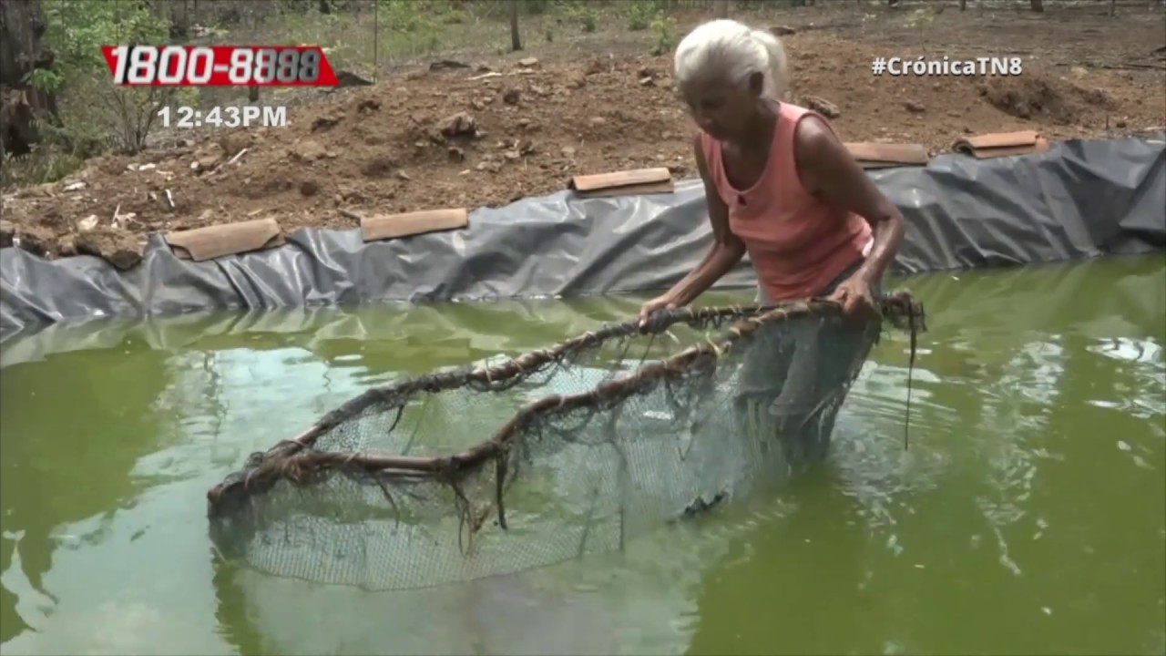 MEFCCA promueve crianza de peces tilapia en comunidades de León ...
