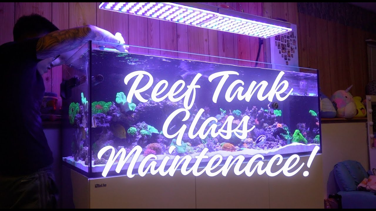 How to Maintain Your Aquarium Glass and Keep it Crystal Clear! - YouTube