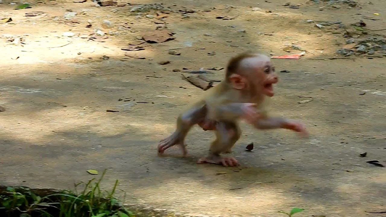 pop sadness clips, baby monkey Leo shaking crying afraid mommy monkey ...
