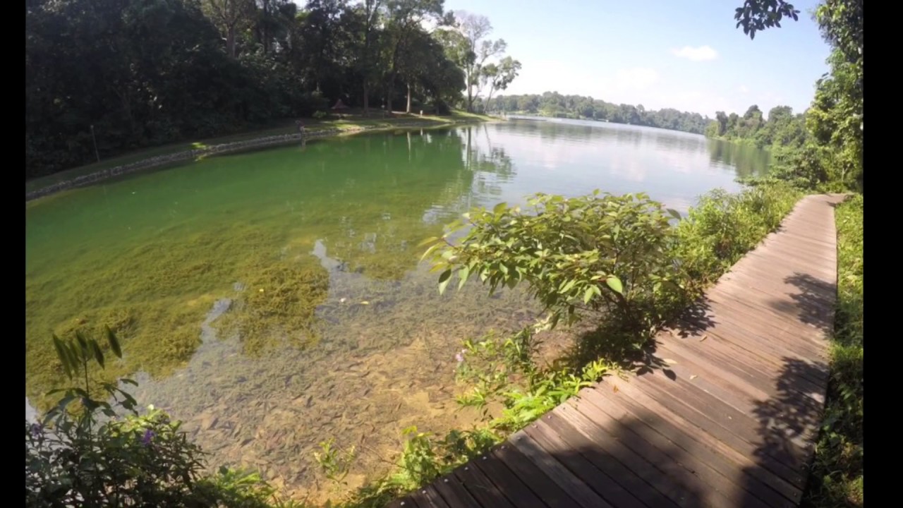 MacRitchie Reservoir Park/Nature Trail/Tree Top Walk Singapore - YouTube