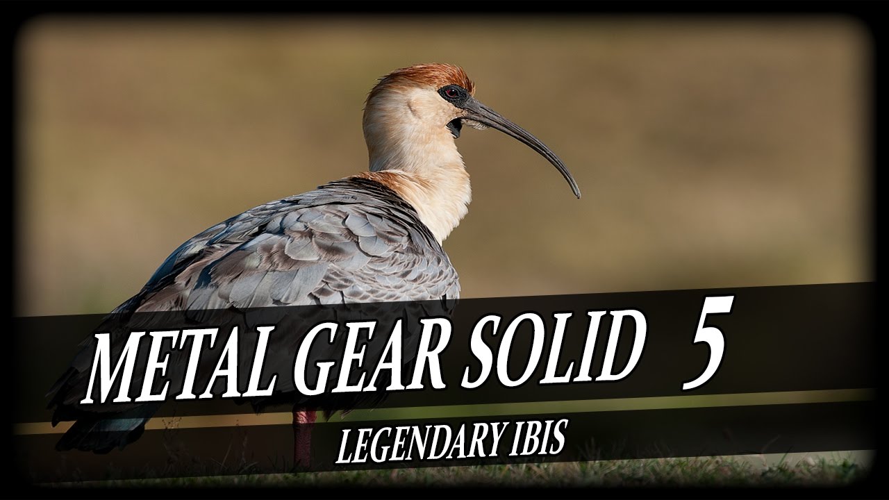 Metal Gear Solid 5 : The Legendary Ibis - YouTube