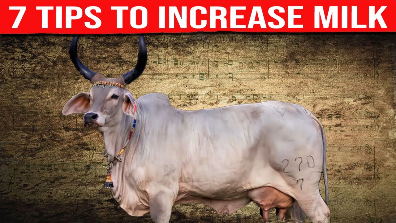 ⭕7 TIPS TO INCREASE MILK Production In Dairy Cows Biggest Bulls And Cow ...