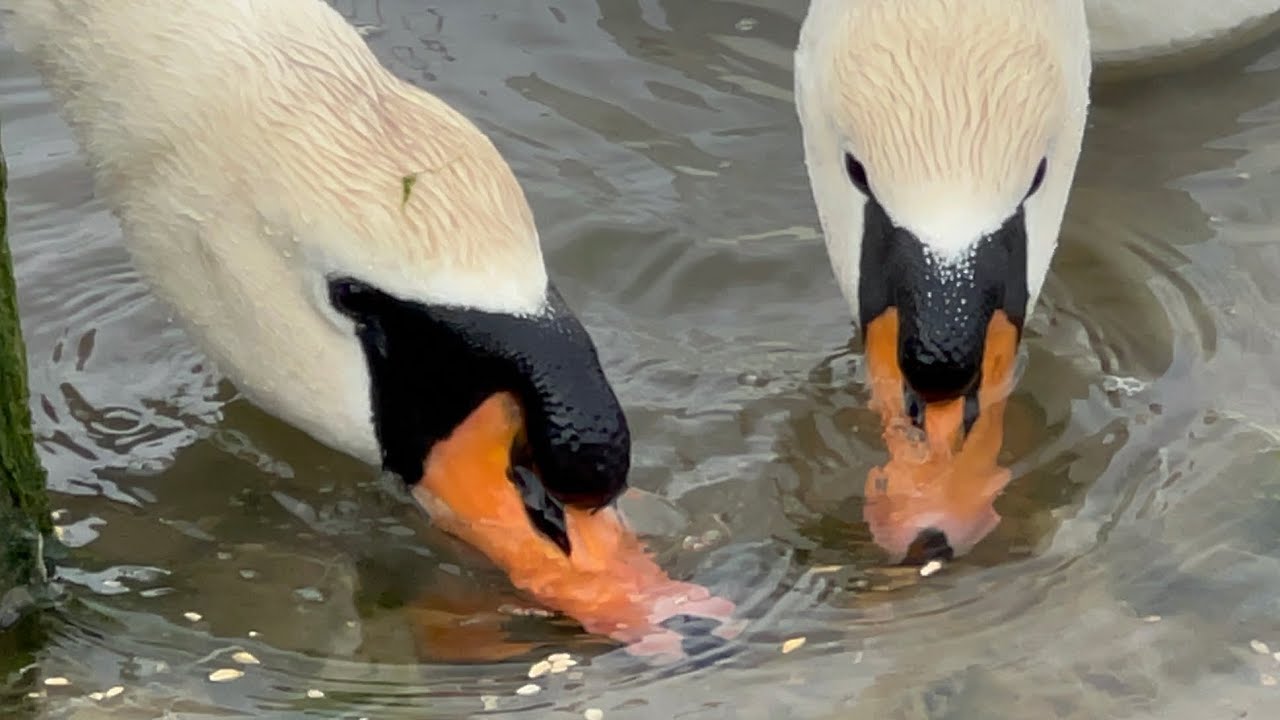 Juveniles Have Left Home. Swan Pair (Charlie & Liz) Feeding Session. 27 ...