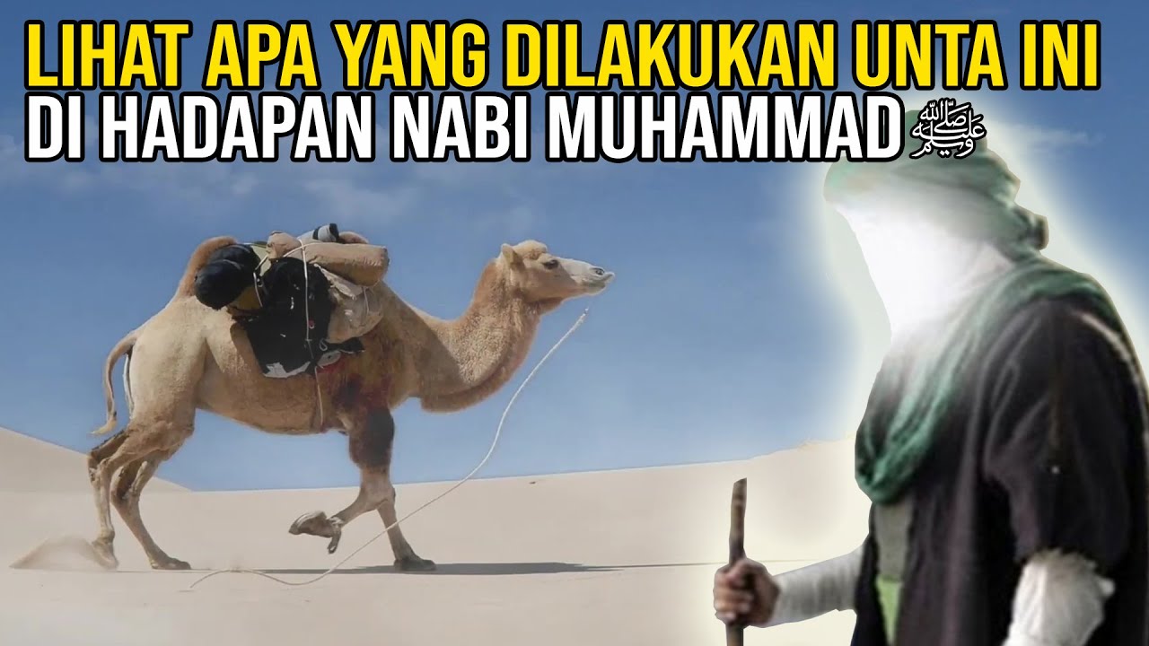 Kisah Unta Mengamuk Di Depan Nabi Muhammad SAW - Ustadz Khalid ...