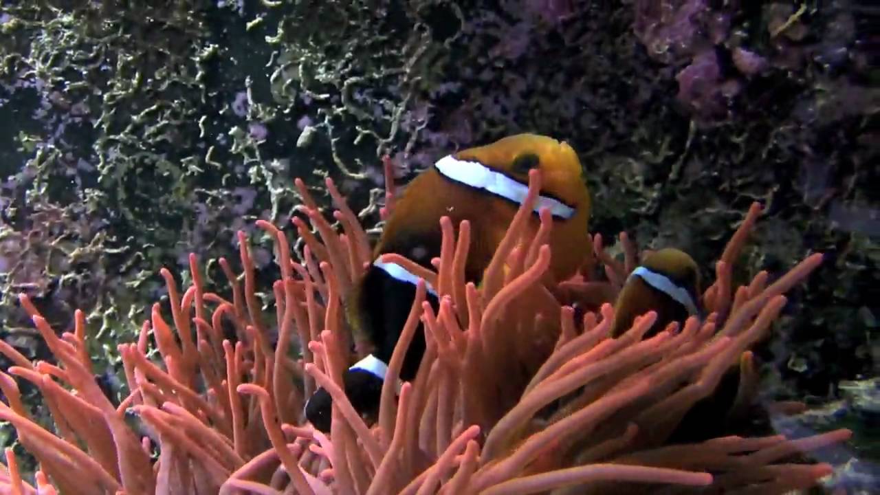 Tricinctus clownfish, mature adult pair - YouTube