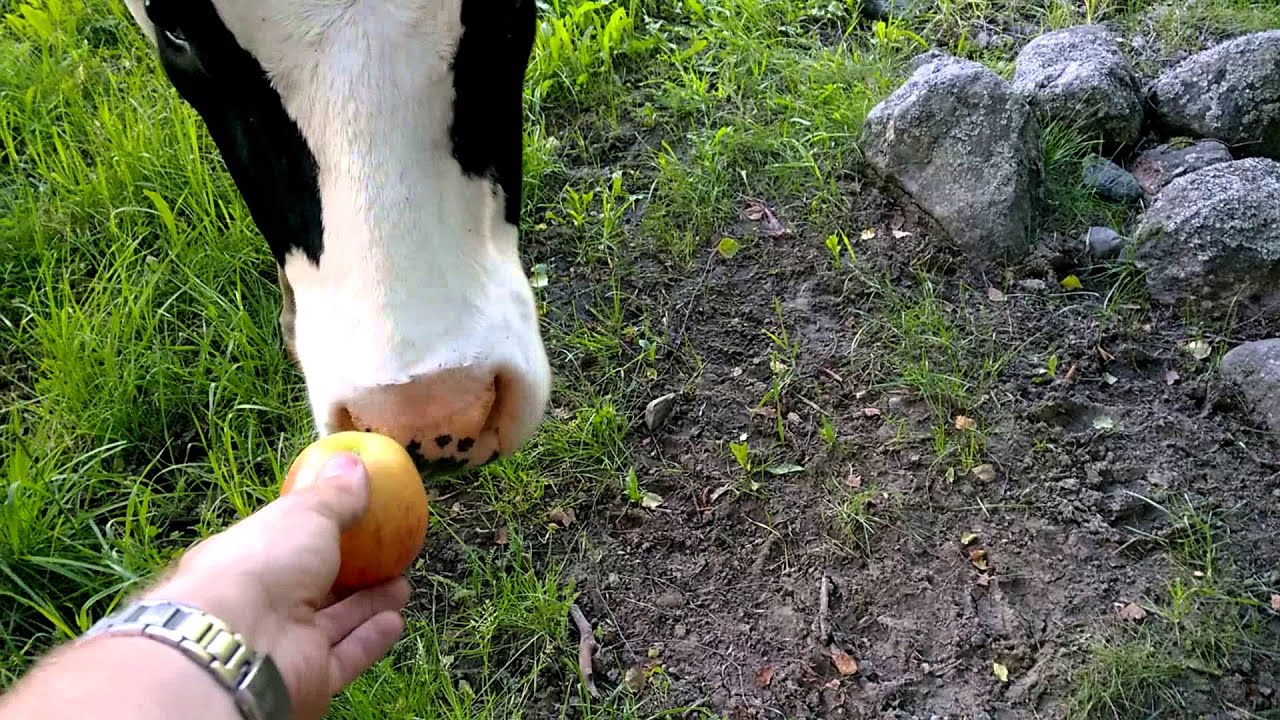 cute cow and apple - YouTube