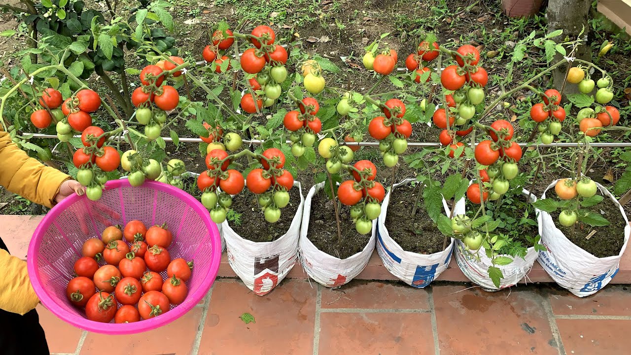 Use sacks to grow Tomatoes at home, easy and inexpensive - YouTube