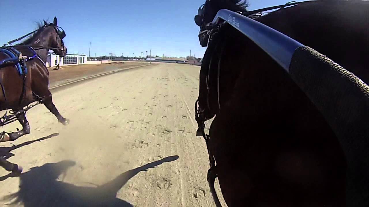 Rawdon Gold Digger-Always A Contender Training Mile. - YouTube