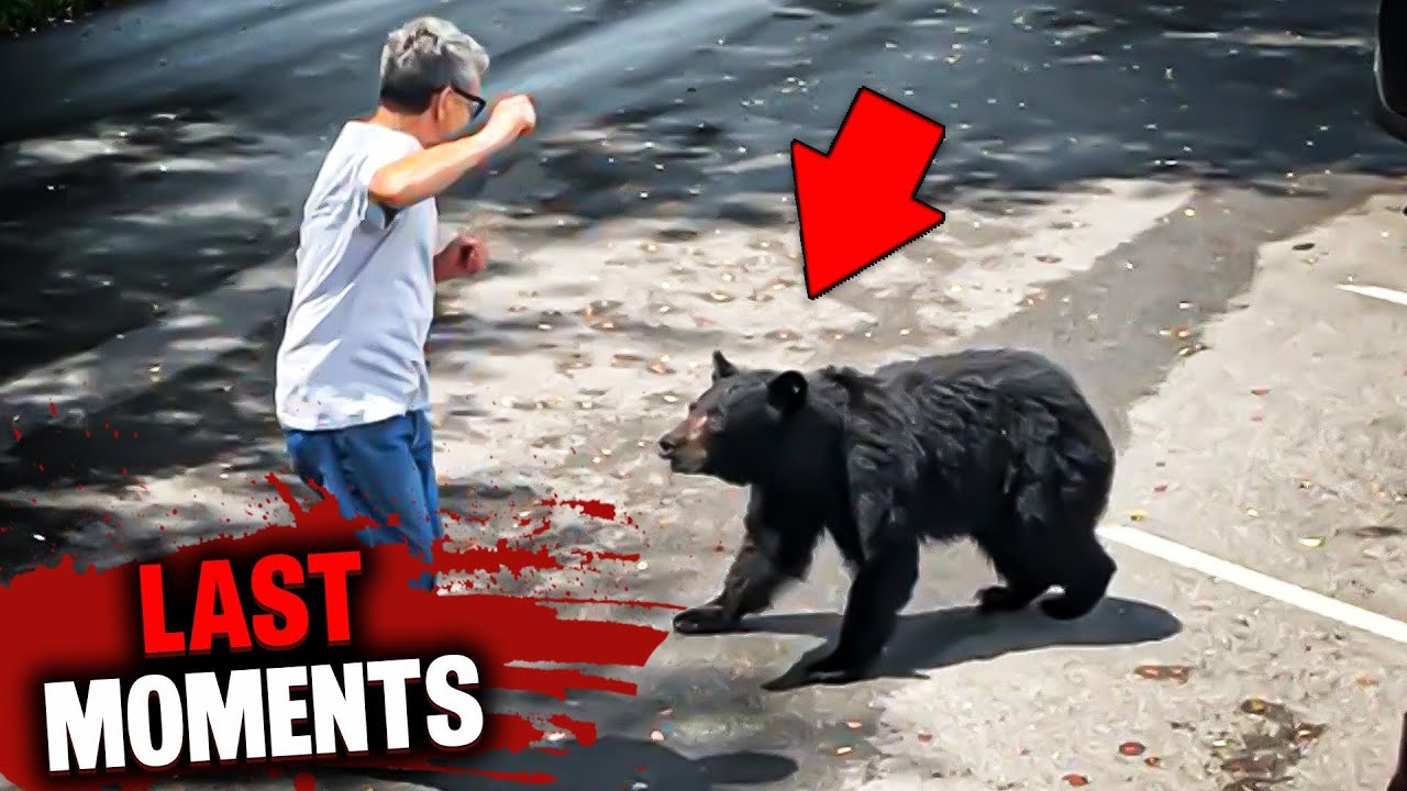 Sloth Bear mauls couple to death and EATS THEIR BODY PARTS for hours ...