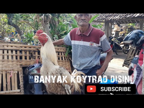 banyak bahan ayam bangkok pakhoy atau ayam koytrad di tempat ini ...