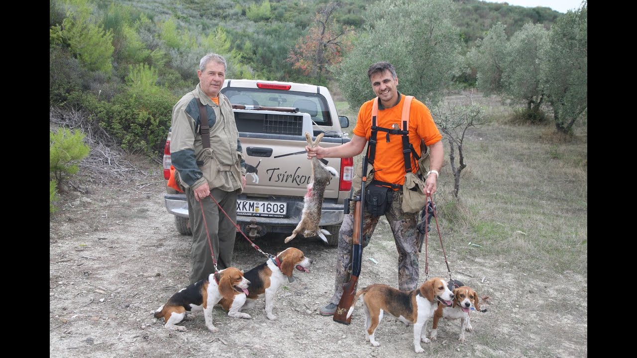 ΚΥΝΗΓΙ ΛΑΓΟΥ ΜΕ BEAGLE...Eπιλεκτηκη εκτροφη beagle tsirkoydis..N 1 ...