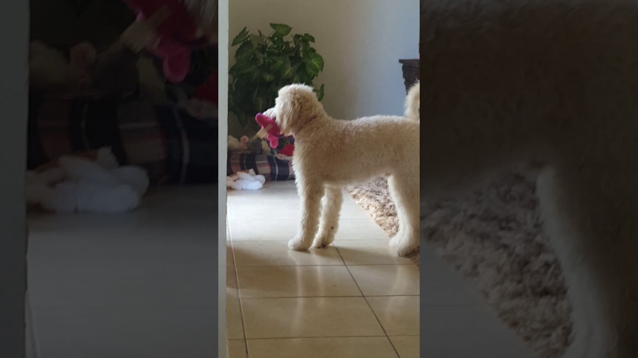 Crazy Goldendoodle scared of lawnmen - YouTube