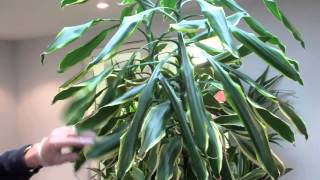 How to prune a dracaena by Nature at Work
