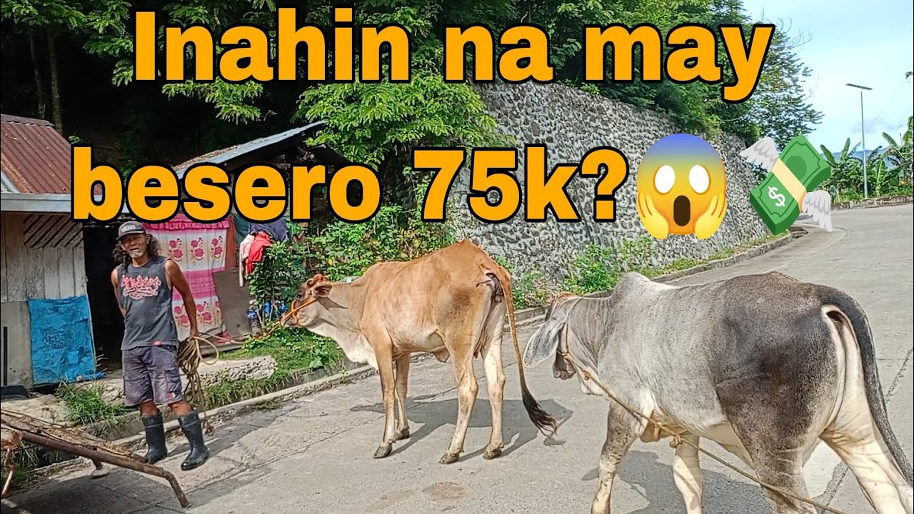 update sa baka sa Tagukon Agri- Farm#driverbuyandselltv #cow - YouTube