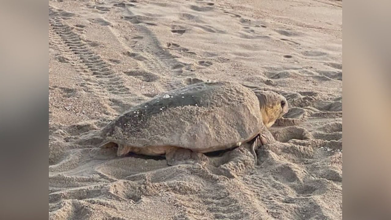 Sea turtles spotted at Dam Neck Beach in Virginia Beach - YouTube